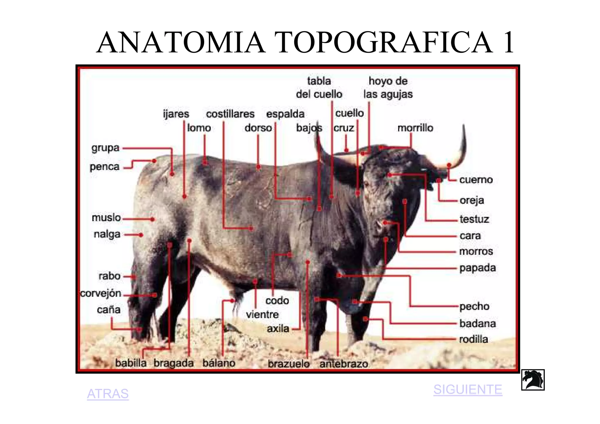 La Anatomía De Una Vaca