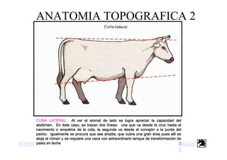Anatomia de-bovino | PDF