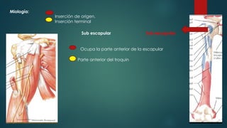 anatomia-de-brazo-y-codo full (001).pptx