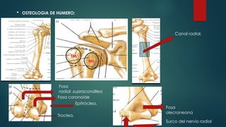 anatomia-de-brazo-y-codo full (001).pptx