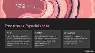 Anatomia-de-la-Angiologia-y-Organologia.pptx