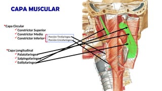 Anatomía Detallada de la Faringe: Músculos e Inervación | PPTX