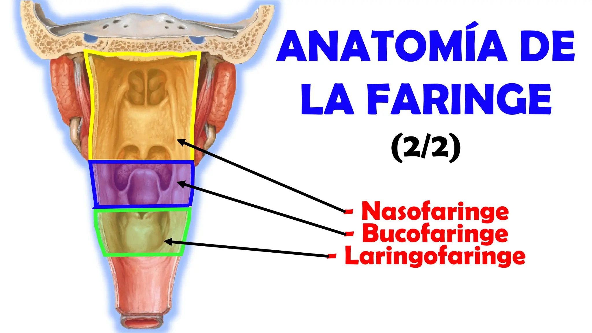 anatomia-de-la-faringe-2-nasofaringe-bucofaringe-laringofaringe.pptx