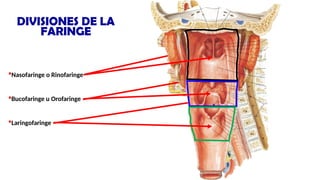 anatomia-de-la-faringe-2-nasofaringe-bucofaringe-laringofaringe.pptx
