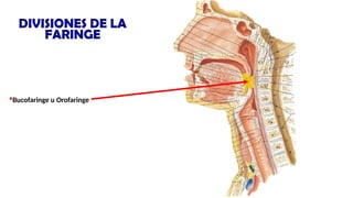 anatomia-de-la-faringe-2-nasofaringe-bucofaringe-laringofaringe.pptx