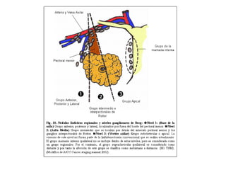 Anatomia De La Mama Y La Axila | PPT