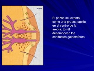 Anatomia De La Mama Y La Axila | PPT