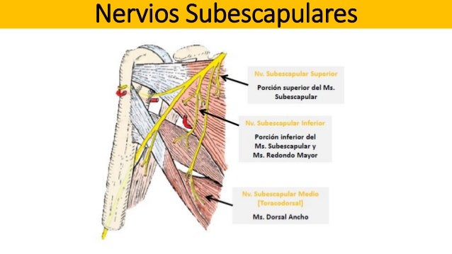 Anatomia de-la-region-axilar 586c324e44412