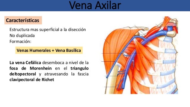 Anatomia de-la-region-axilar 586c324e44412