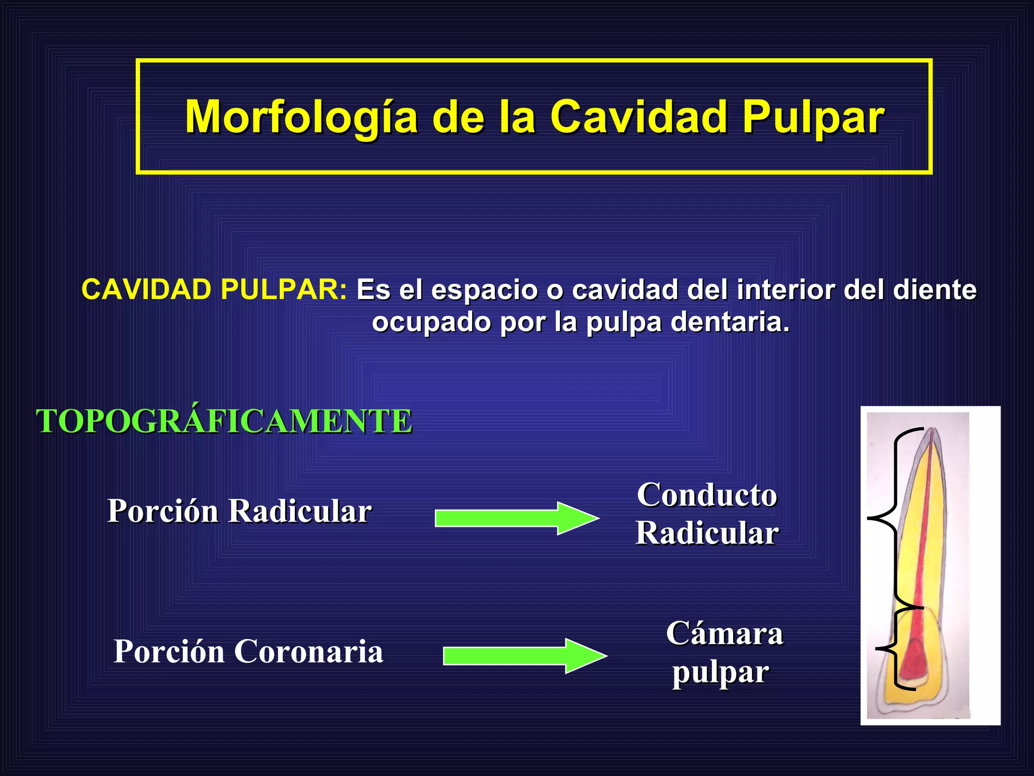 Anatomia De Los Conducto Radiculares F | PPT | Dental Health | Diseases ...