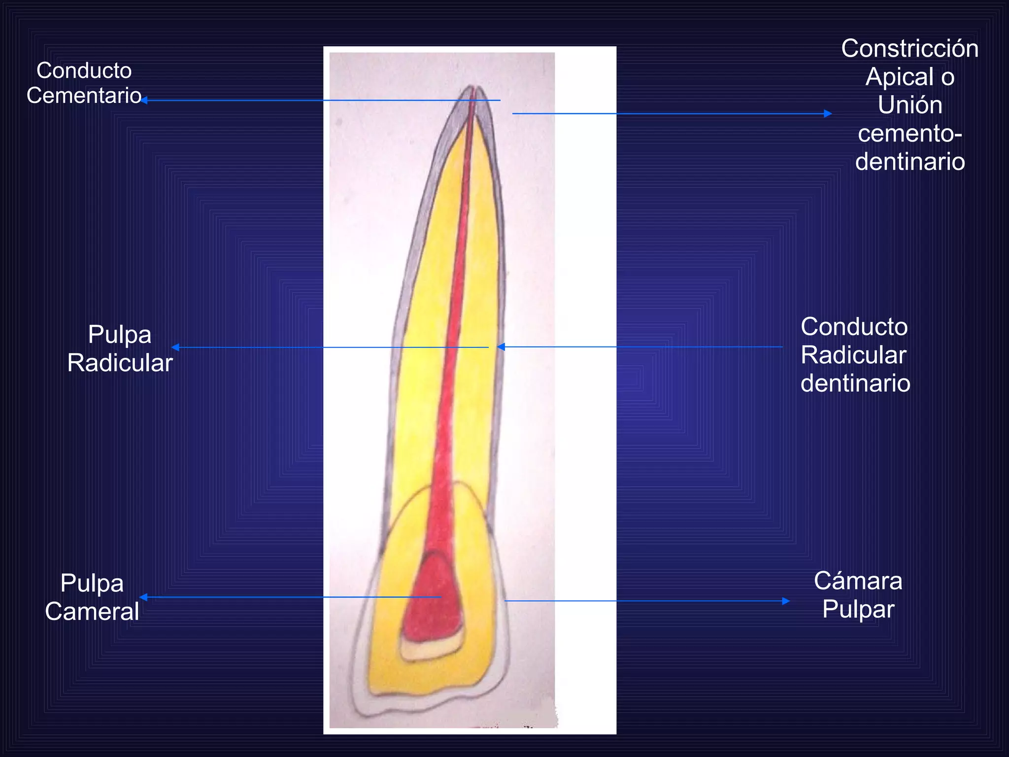 Anatomía Del Conducto Radicular De Los Dientes Permanentes Humanos