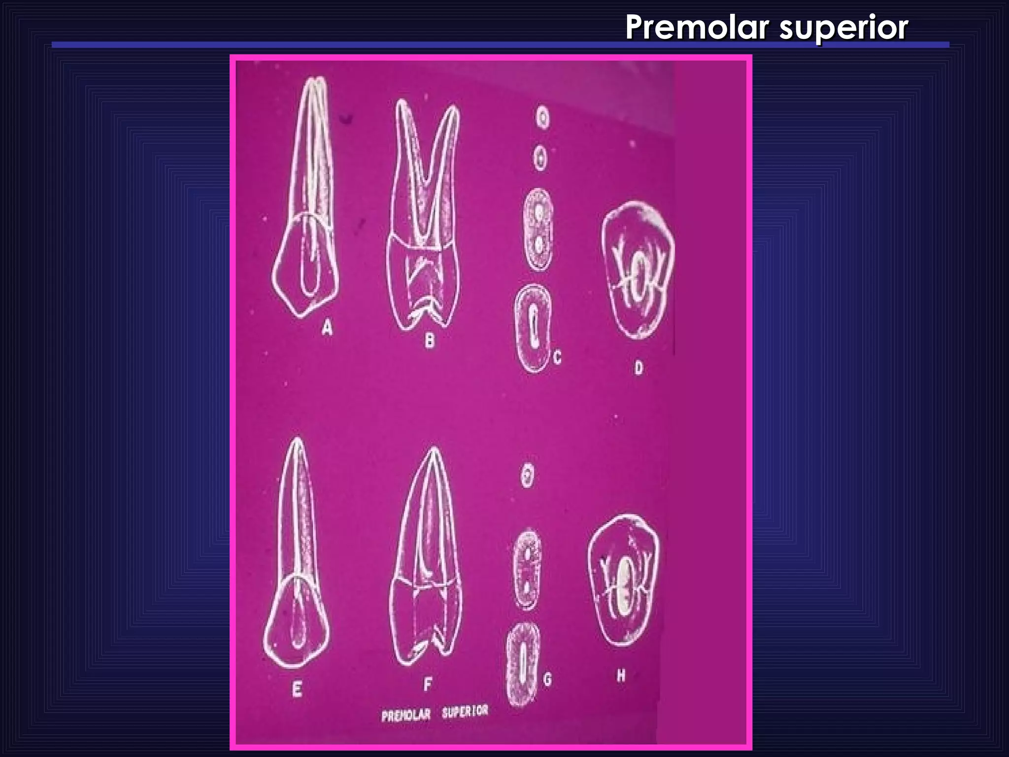 Anatomia De Los Conducto Radiculares F | PPT | Dental Health | Diseases ...