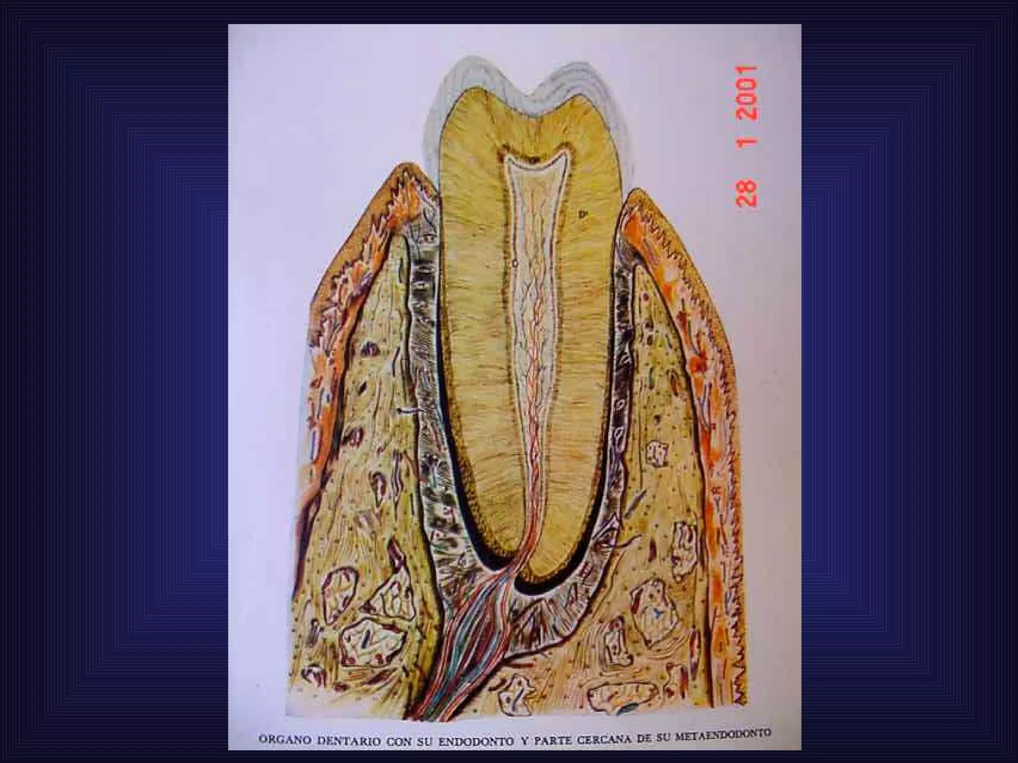 Anatomia De Los Conducto Radiculares F | PPT | Dental Health | Diseases ...