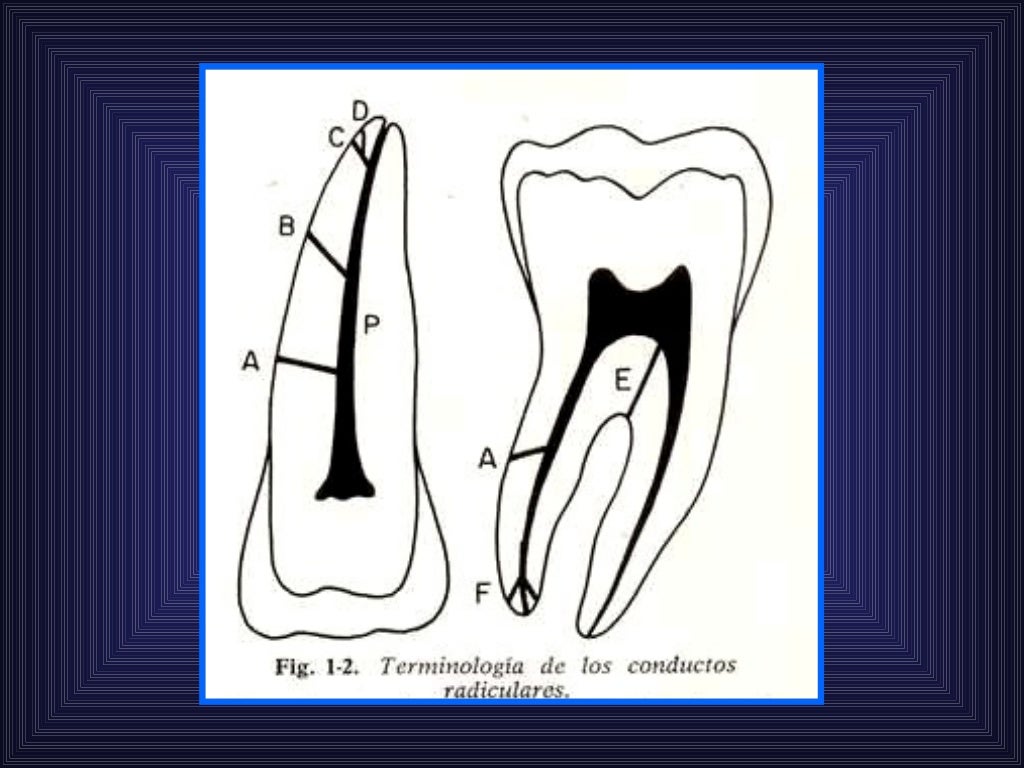 Anatomia De Los Conducto Radiculares F