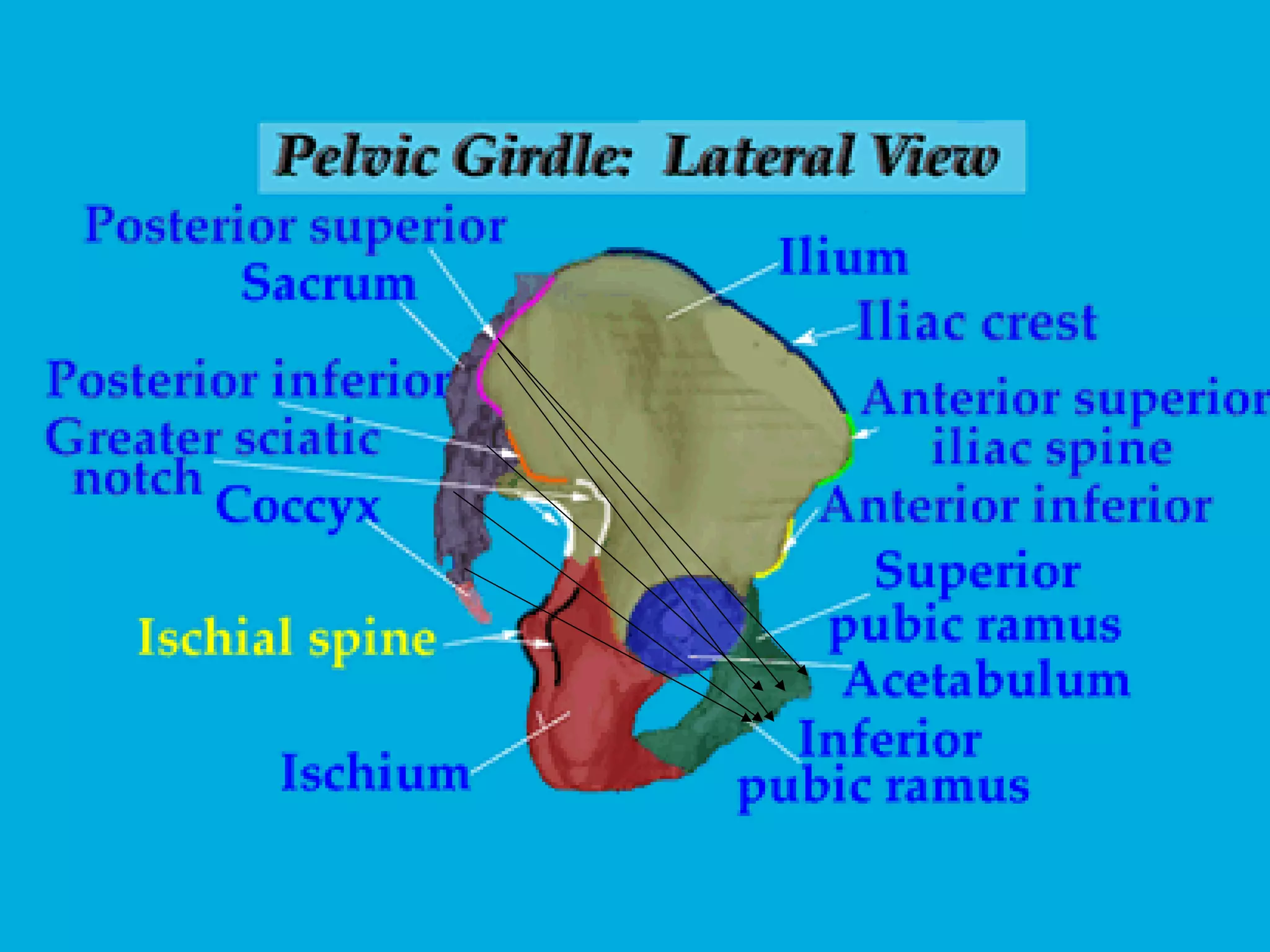 Anatomia de-pelvis | PPT