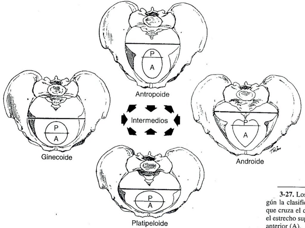 Anatomia De Pelvis Y Pelvimetria