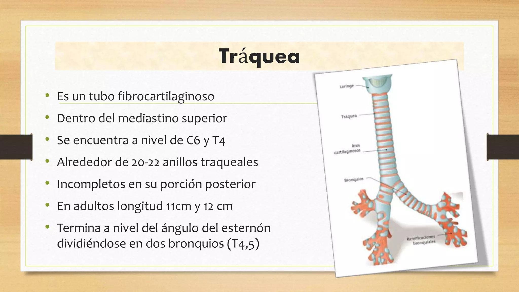 Anatomía de-tráquea-y-bronquios | PPTX