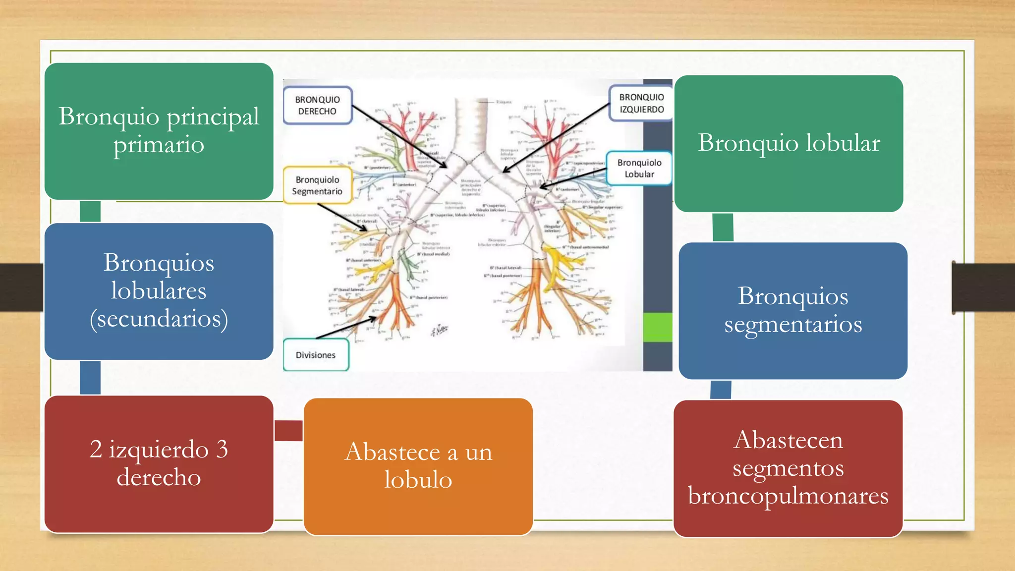 Anatomía de-tráquea-y-bronquios | PPTX
