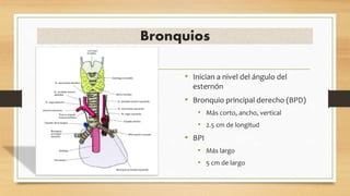 Anatomía de-tráquea-y-bronquios | PPTX