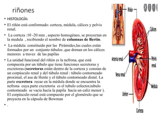 Anatomia-del-Aparato-Genitourinario.pptx