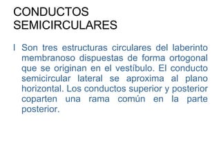 Anatomia Del Hueso Temporal | PPT