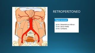 anatomia- peritoneo visceral parietal humano | PPTX