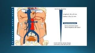 anatomia- peritoneo visceral parietal humano | PPTX