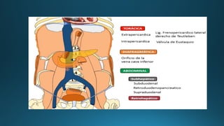 anatomia- peritoneo visceral parietal humano | PPTX