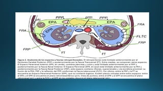 anatomia- peritoneo visceral parietal humano | PPTX