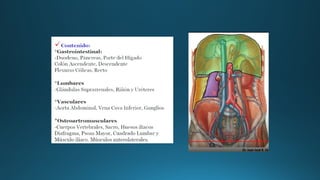 anatomia- peritoneo visceral parietal humano | PPTX