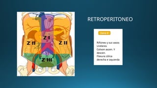 anatomia- peritoneo visceral parietal humano | PPTX