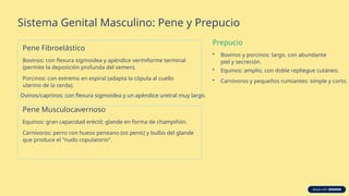 Anatomia-del-Sistema-Urogenital-en-Animales-Domesticos (1).pptx