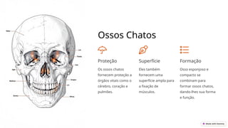 Anatomia e Fisiologia dos Ossos Humanos- | PPTX