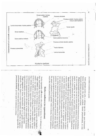 Anatomia e-kokes-dhe-e-qafes | PDF