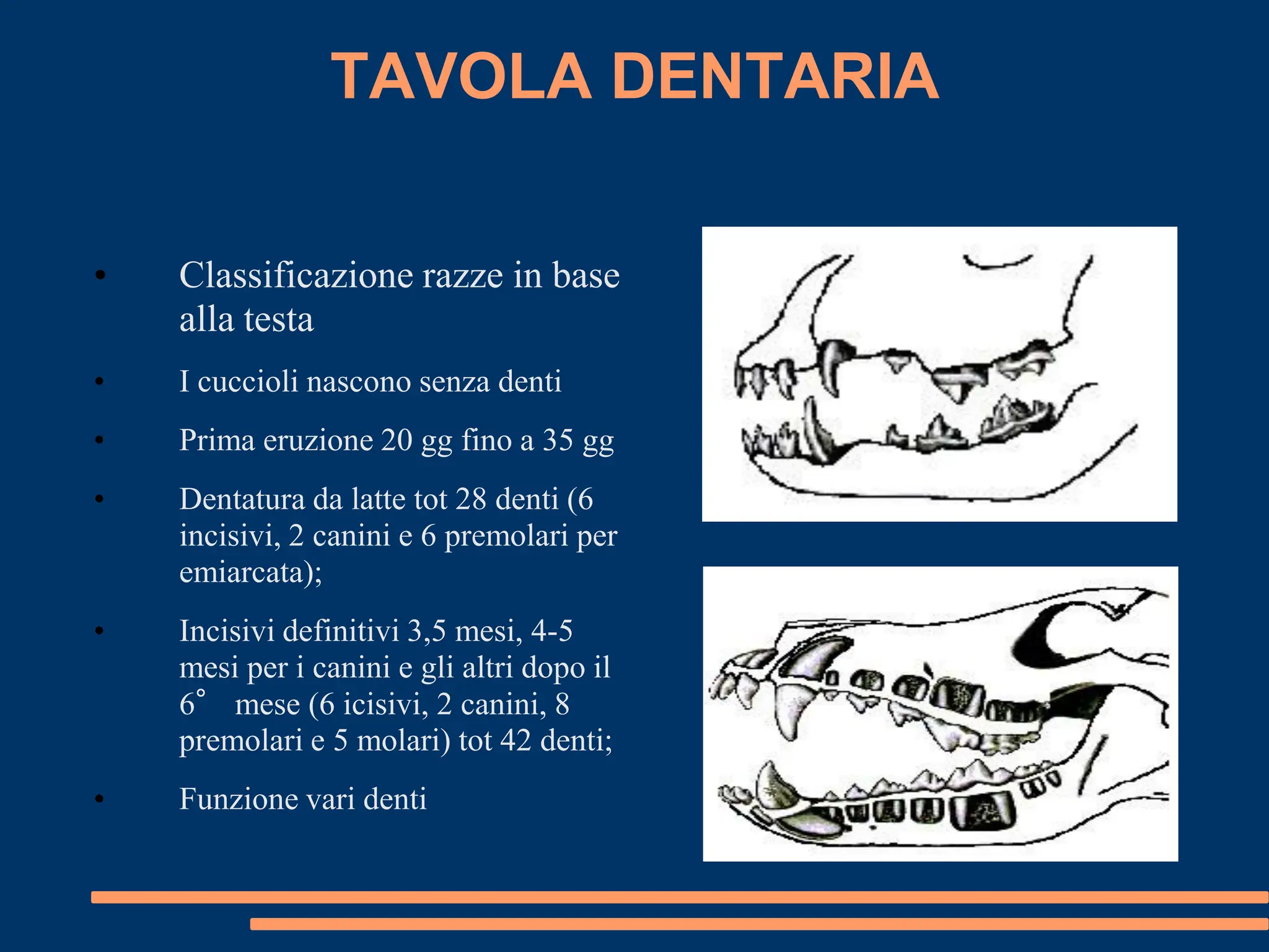 anatomia fisiologia del cane copia ad uso personale | PDF