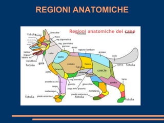 anatomia fisiologia del cane copia ad uso personale | PDF