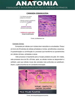 ANATOMIA-FISIOLOGIA-E-BIOQUIMICA-DA-PELE-E-ANEXOS-CUTANEOS enfermagem.pdf