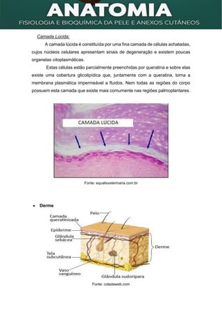 ANATOMIA-FISIOLOGIA-E-BIOQUIMICA-DA-PELE-E-ANEXOS-CUTANEOS enfermagem.pdf