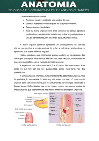 ANATOMIA-FISIOLOGIA-E-BIOQUIMICA-DA-PELE-E-ANEXOS-CUTANEOS enfermagem.pdf