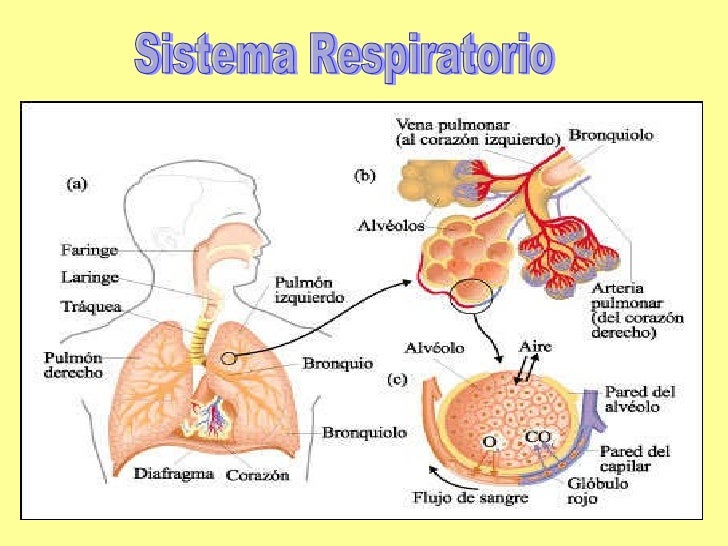 Aparato Respiratorio Anatoma Y Fisiologa Neumologa