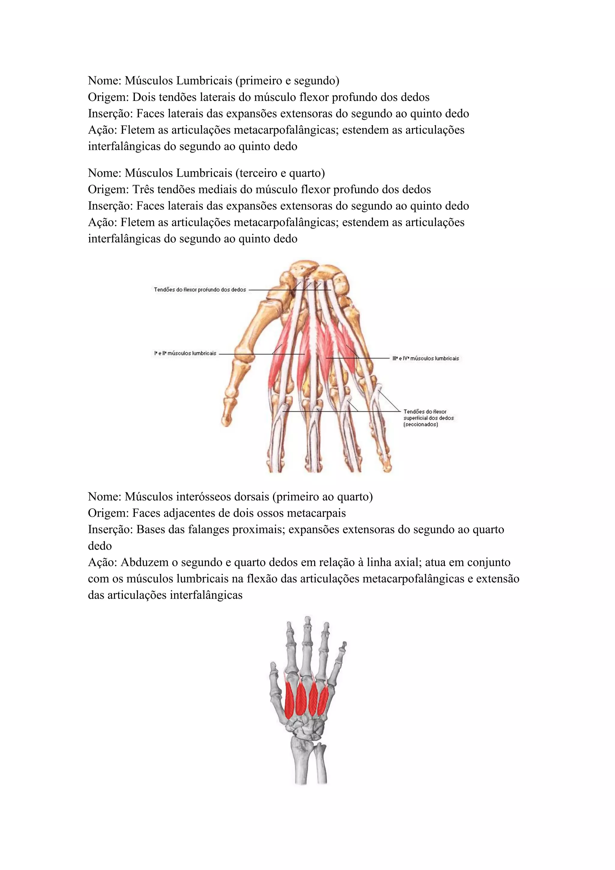 Anatomia (músculos) - flexão e extensão do carpo e dos dedos das maos | PDF