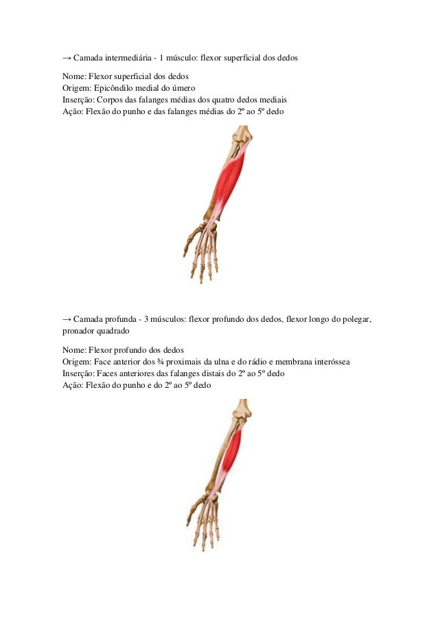 Anatomia (músculos) - flexão e extensão do carpo e dos dedos das maos