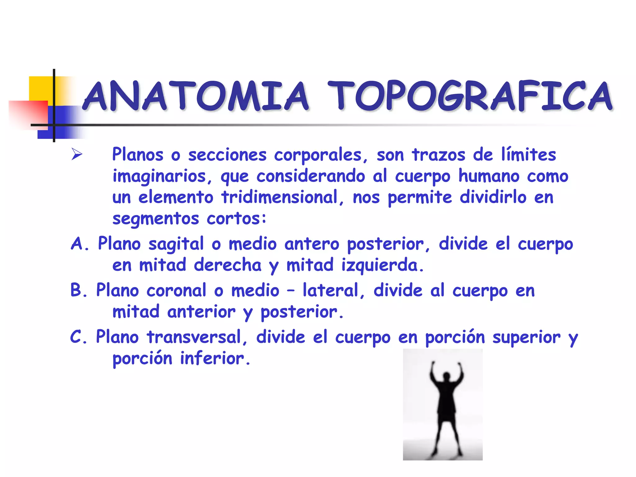 Anatomia forense-1225582479937259-8 | PPT