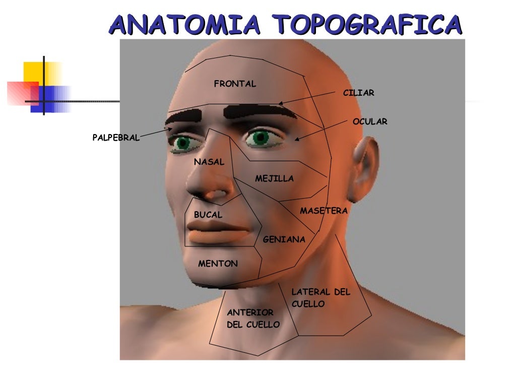 Anatomia Topografica Forense Aplicada a la Medicina Legal