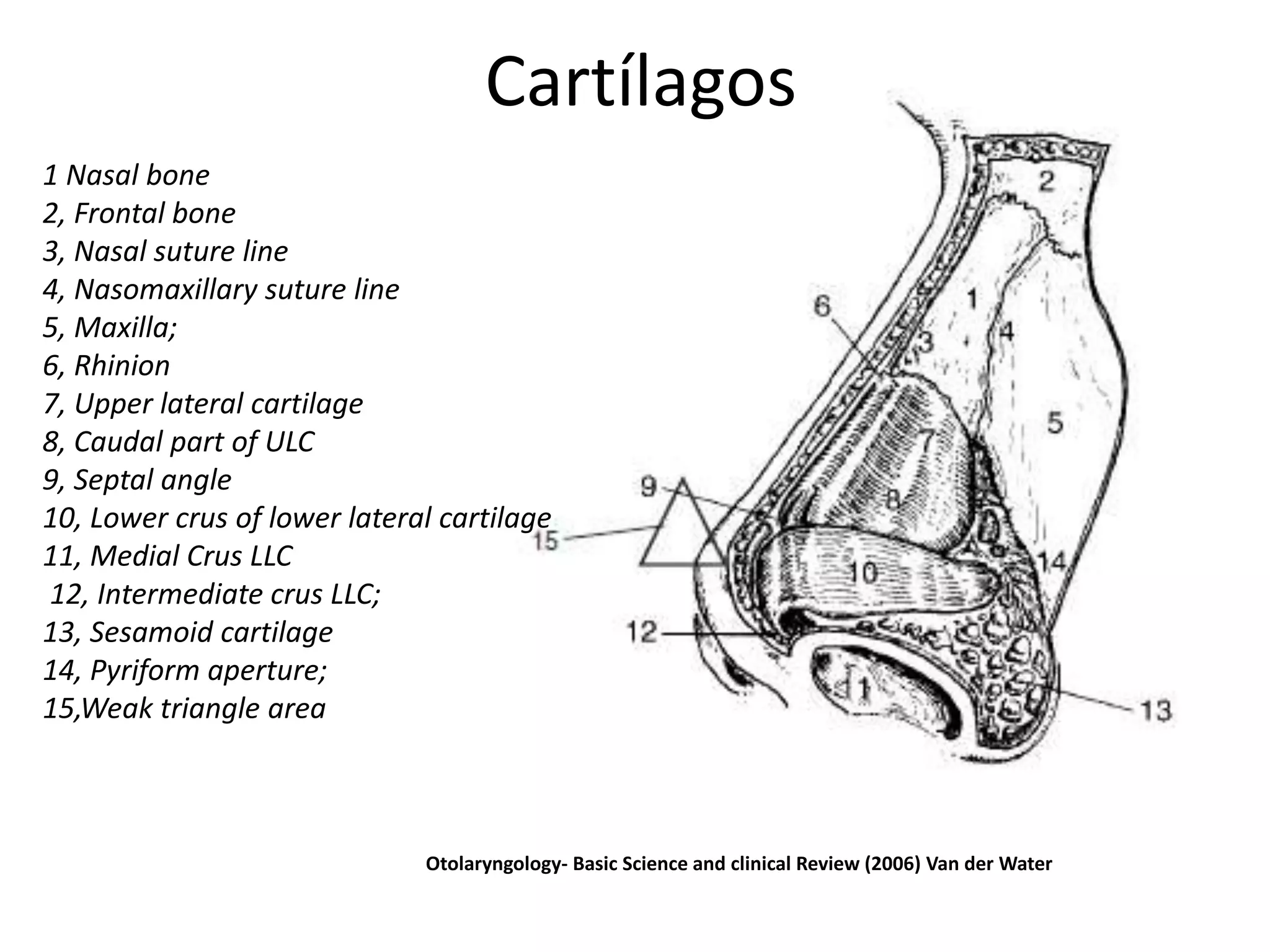 Rinologia 1: Anatomia fosas nasales | PPSX