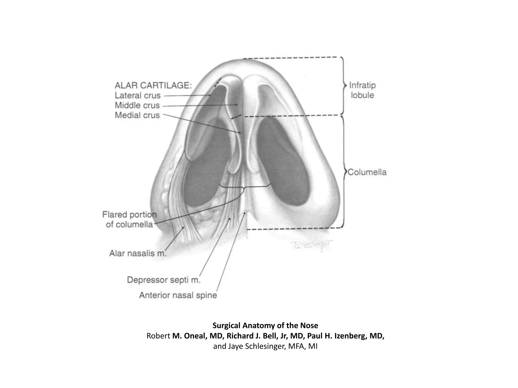 Rinologia 1: Anatomia fosas nasales | PPSX