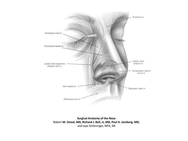 Rinologia 1: Anatomia fosas nasales | PPSX