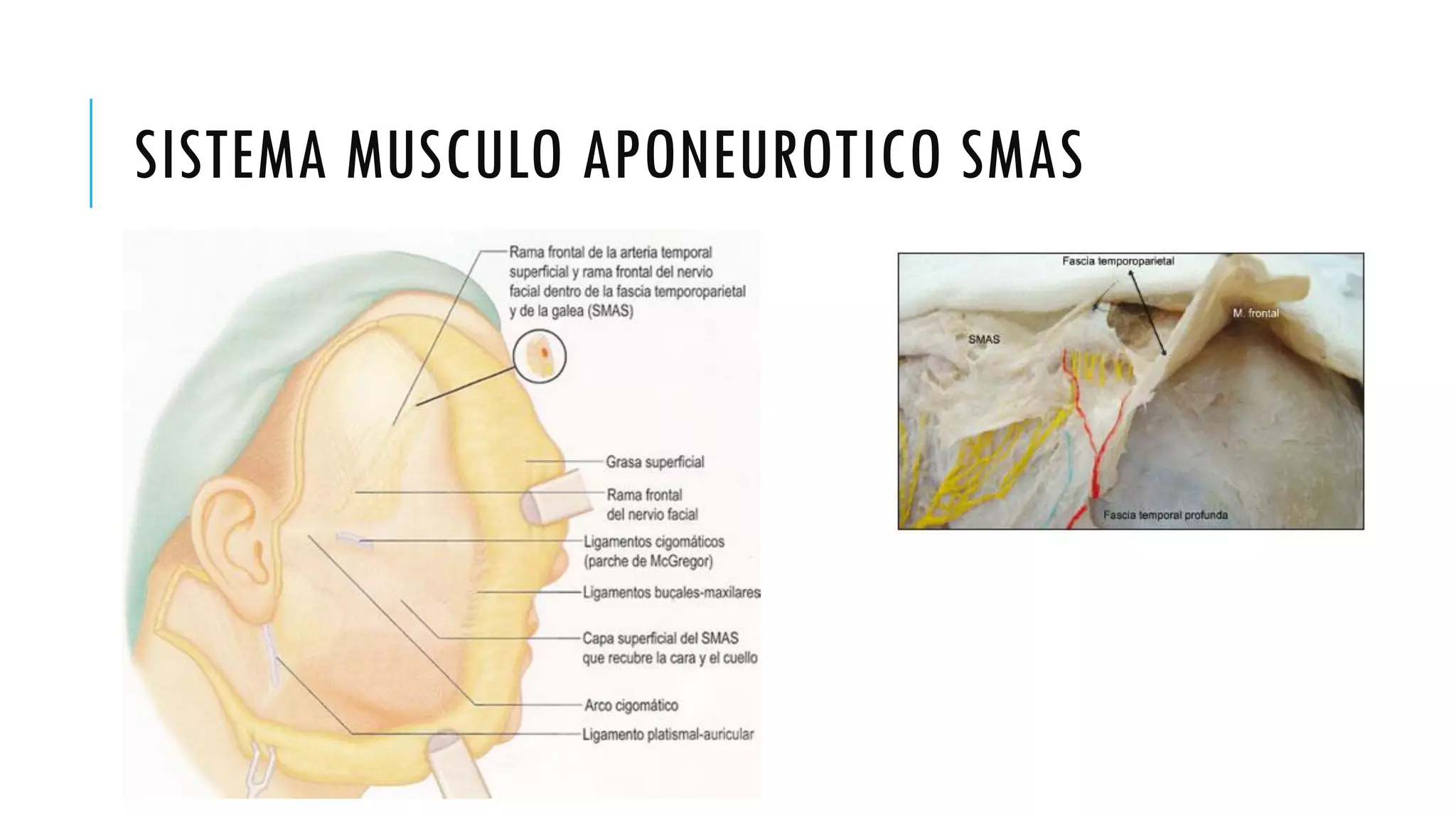 anatomia-funcional-del-rostro.pdf