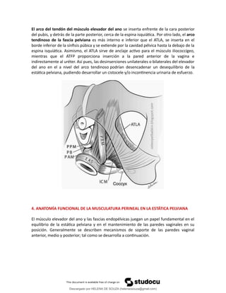 anatomia-funcional-del-suelo-pelvico - Copia.pdf