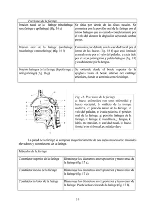 anatomia-funcional-voz.pdf